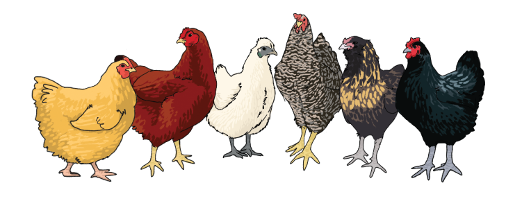 Our 6 Favorite Chicken Breeds for Beginners