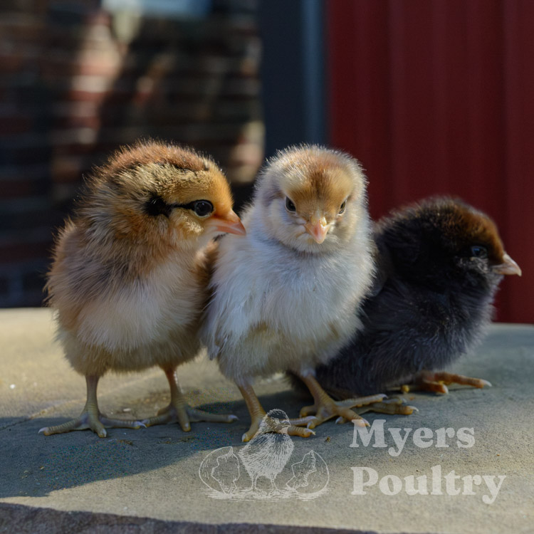 Our Favorite Fall Chicken Breeds