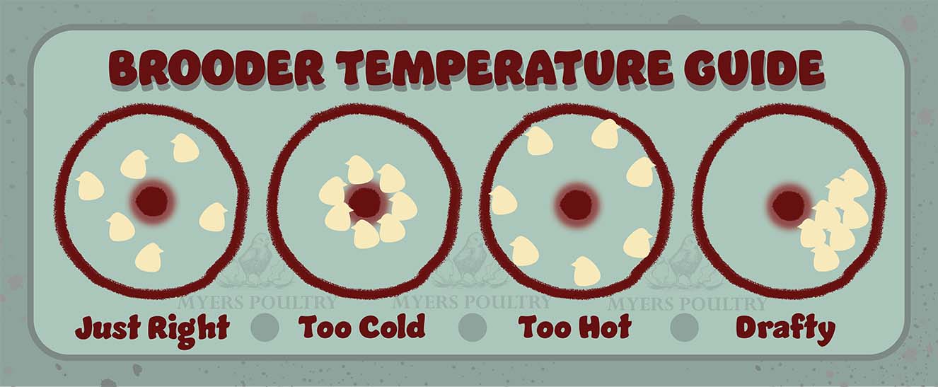 Brooding for Beginners: How to Care for Day-Old Chicks