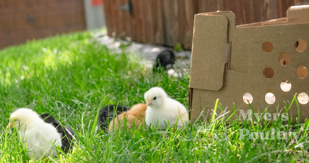 Chick Sounds and What They Mean