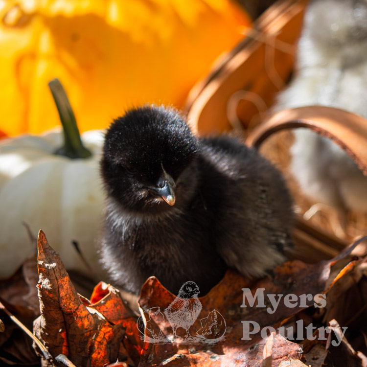 Our Favorite Fall Chicken Breeds