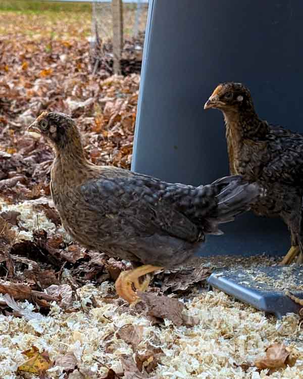 Our Favorite Fall Chicken Breeds