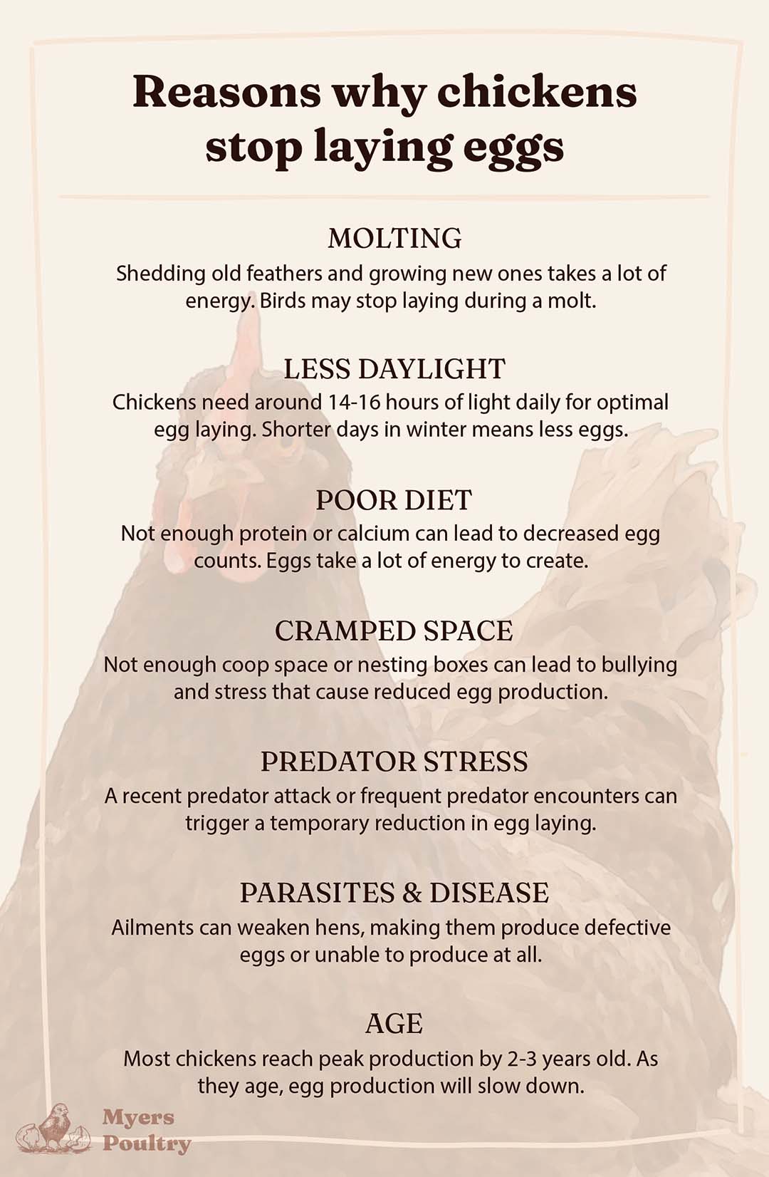 How to Increase Egg Production in Chickens