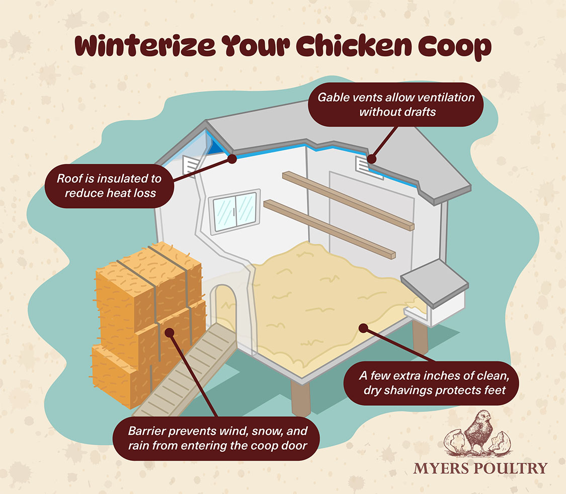 Chicken Coop Care: How to Keep Chickens Warm in Winter