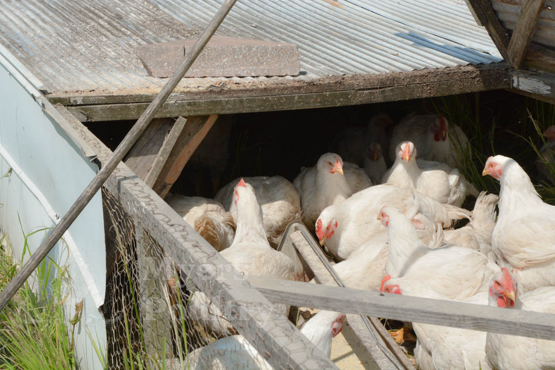 How to Raise Meat Chickens: Breeds, Care, Feeding, and Processing