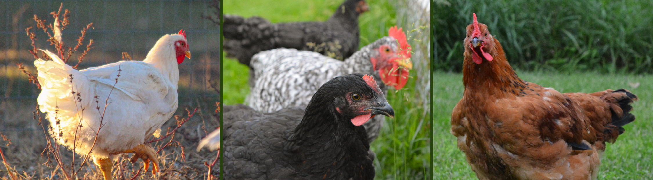 How to Raise Meat Chickens: Breeds, Care, Feeding, and Processing