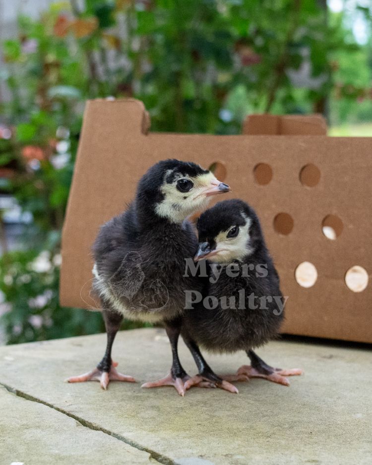 Heritage Turkeys for Sale | Rare Breeds