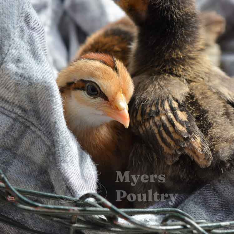 Bantam Chickens for Sale | Mini Chickens