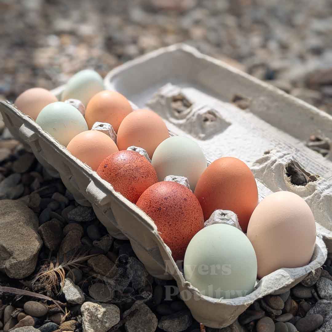 How to Store Farm Fresh Eggs: A Complete Guide