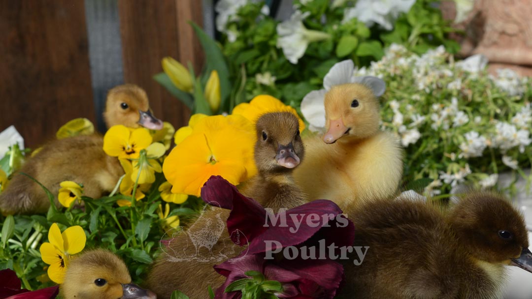 Your Guide to Raising Healthy Ducklings and Goslings