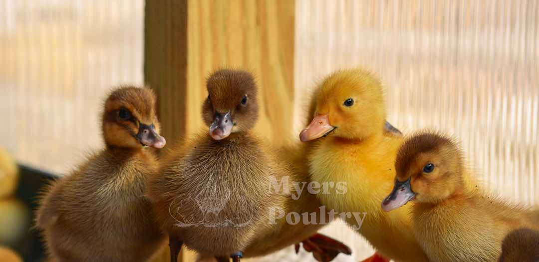 Your Guide to Raising Healthy Ducklings and Goslings