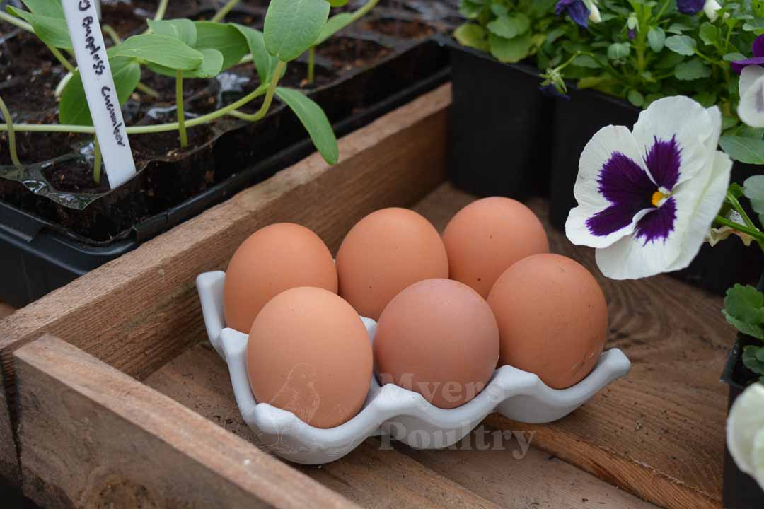 How to Store Farm Fresh Eggs: A Complete Guide