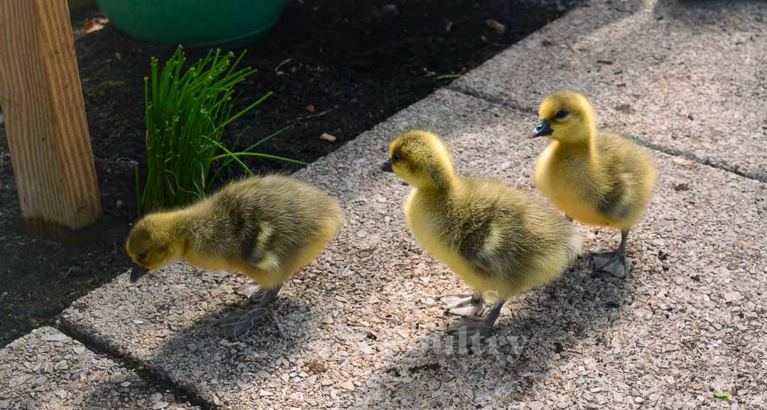 Your Guide to Raising Healthy Ducklings and Goslings