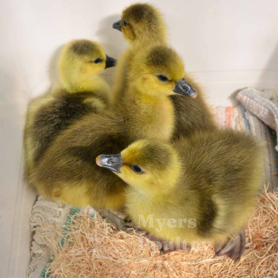 Your Guide to Raising Healthy Ducklings and Goslings