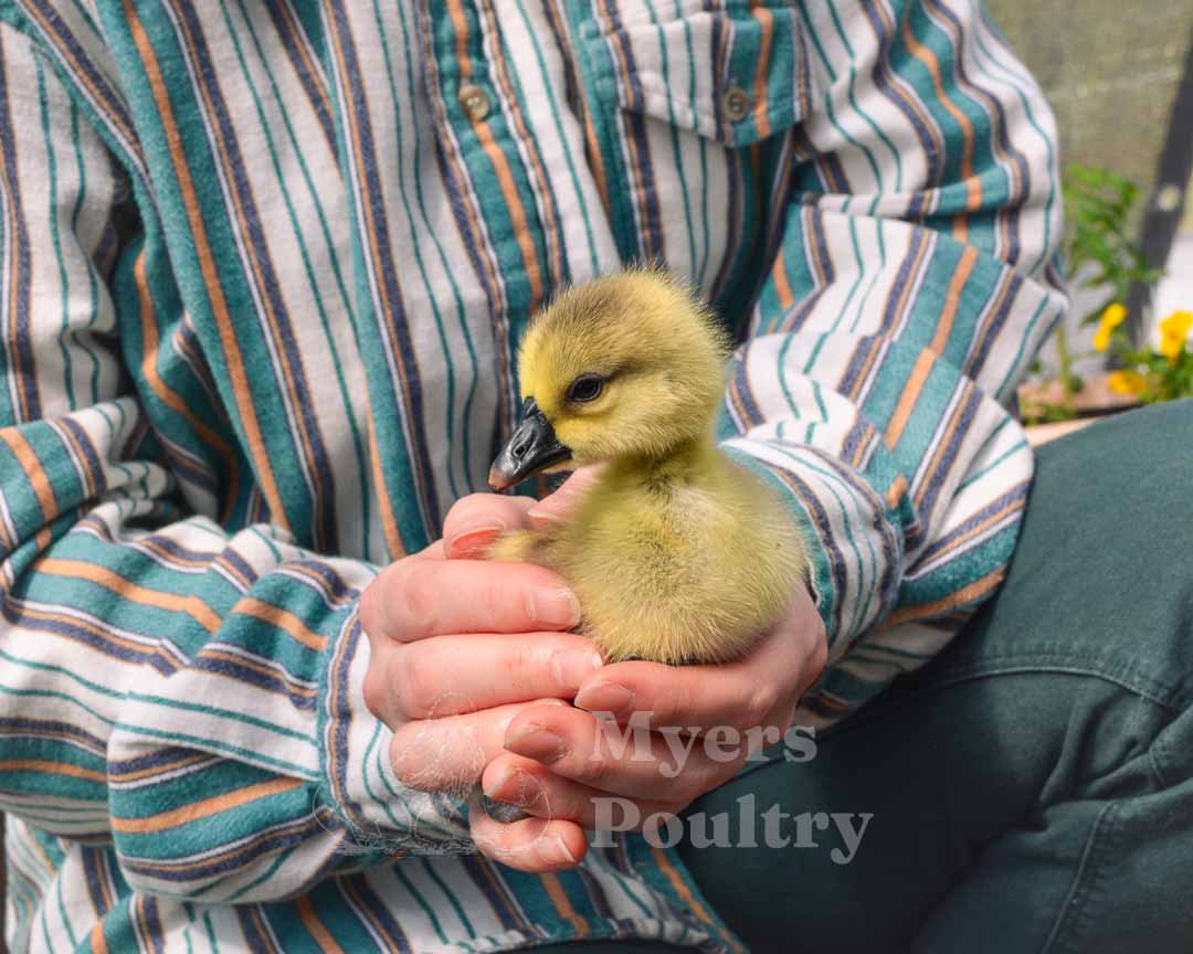 Your Guide to Raising Healthy Ducklings and Goslings