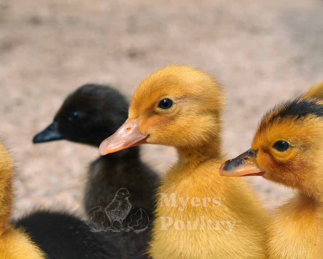 Your Guide to Raising Healthy Ducklings and Goslings