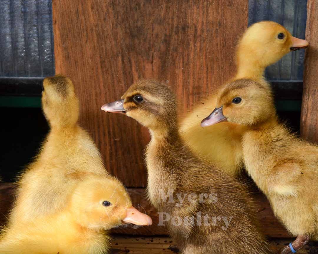 Your Guide to Raising Healthy Ducklings and Goslings
