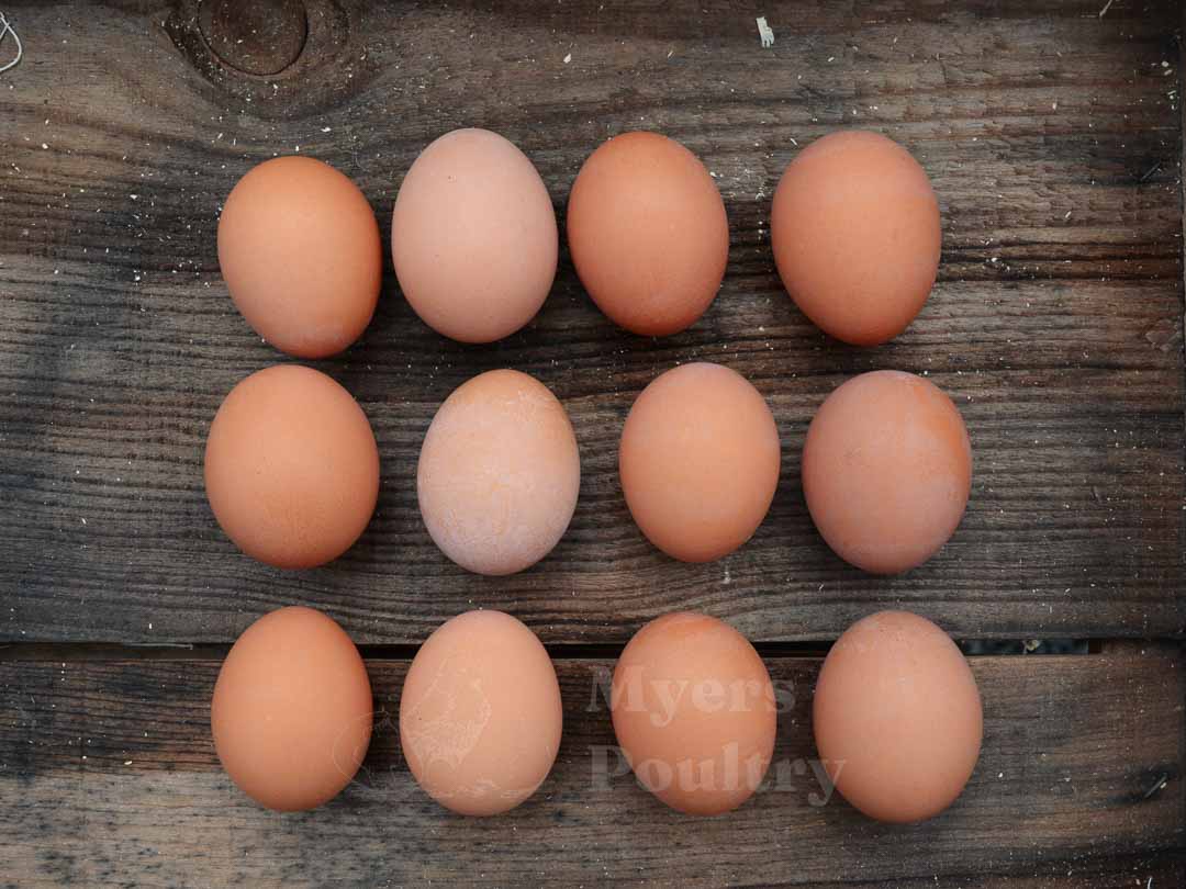How to Store Farm Fresh Eggs: A Complete Guide