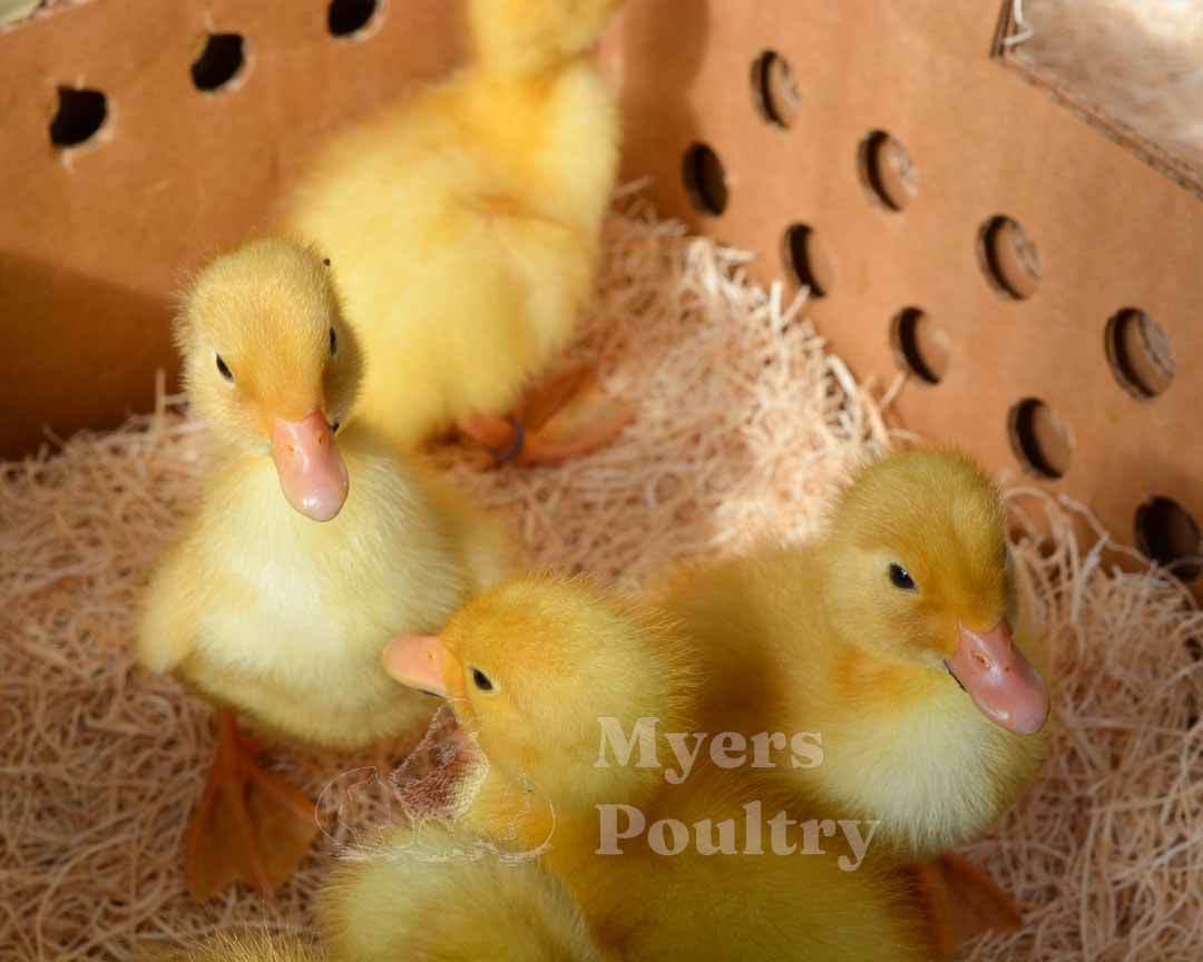 Your Guide to Raising Healthy Ducklings and Goslings