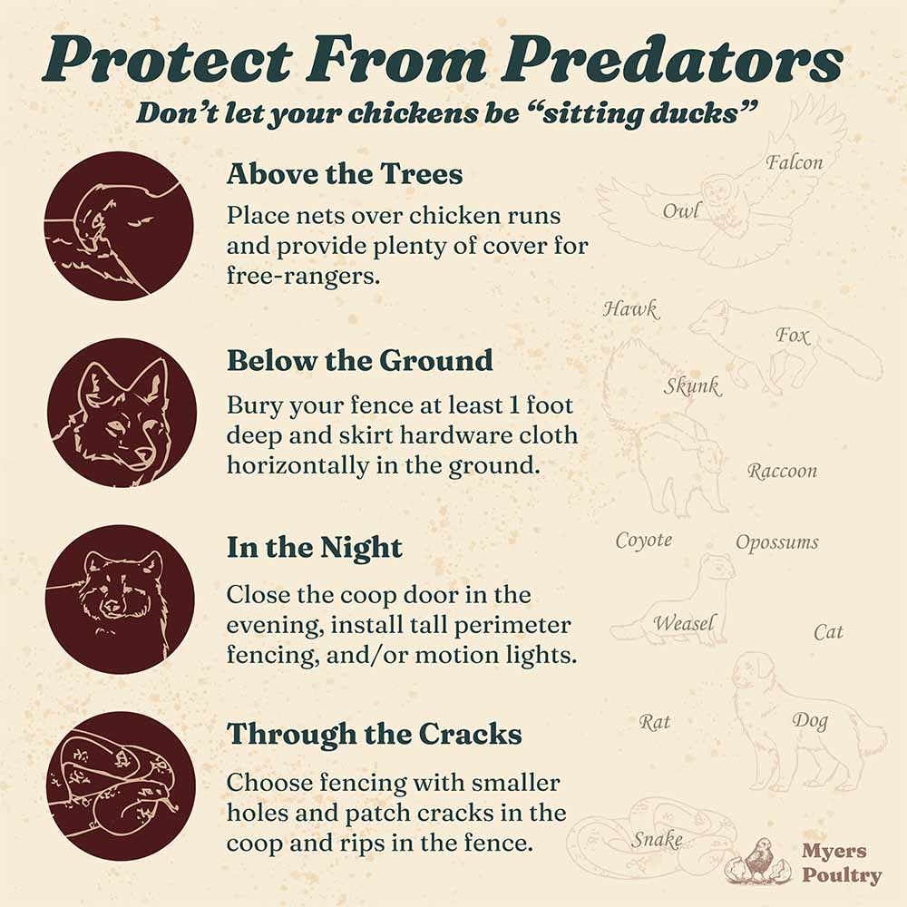 How to Protect Your Flock From Predators