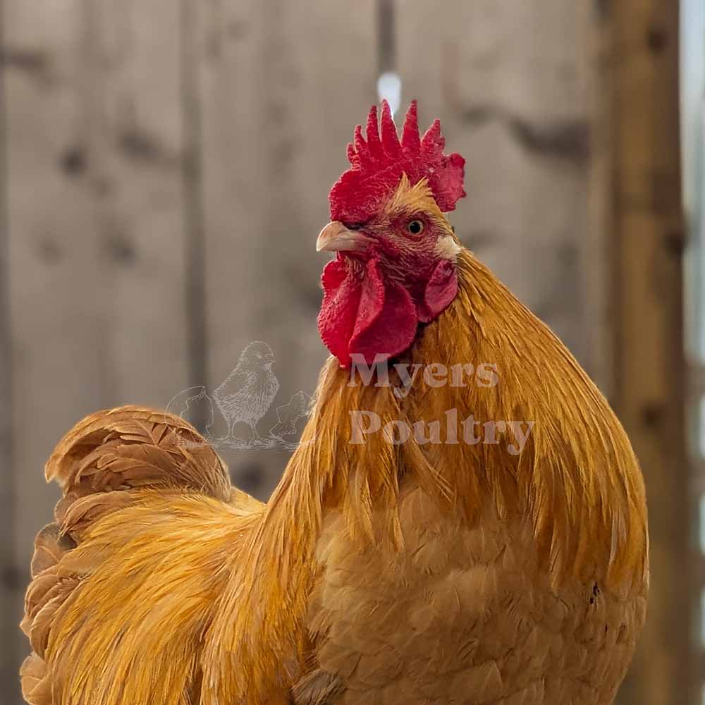 How to Protect Your Flock From Predators