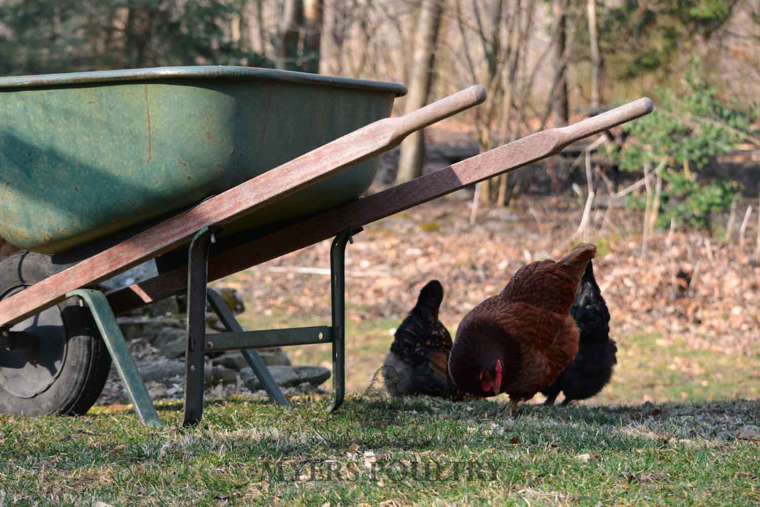 How to Spring Clean Your Chicken Coop