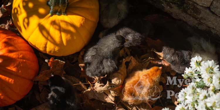 Our Favorite Fall Chicken Breeds