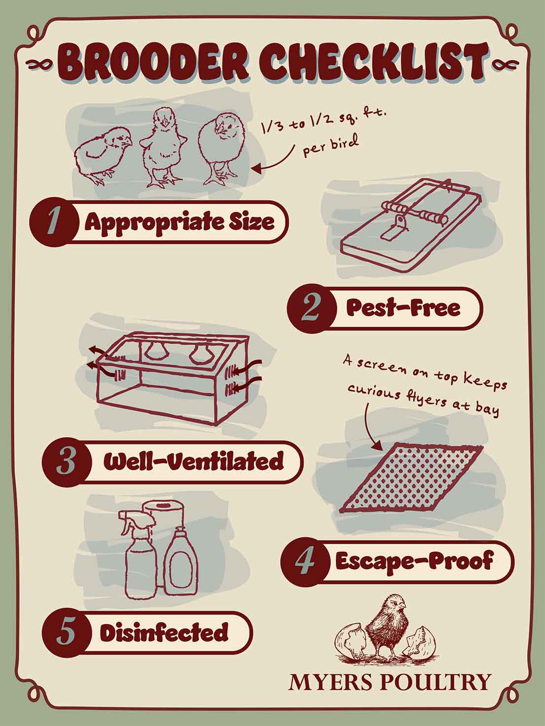 Brooding for Beginners: How to Care for Day-Old Chicks