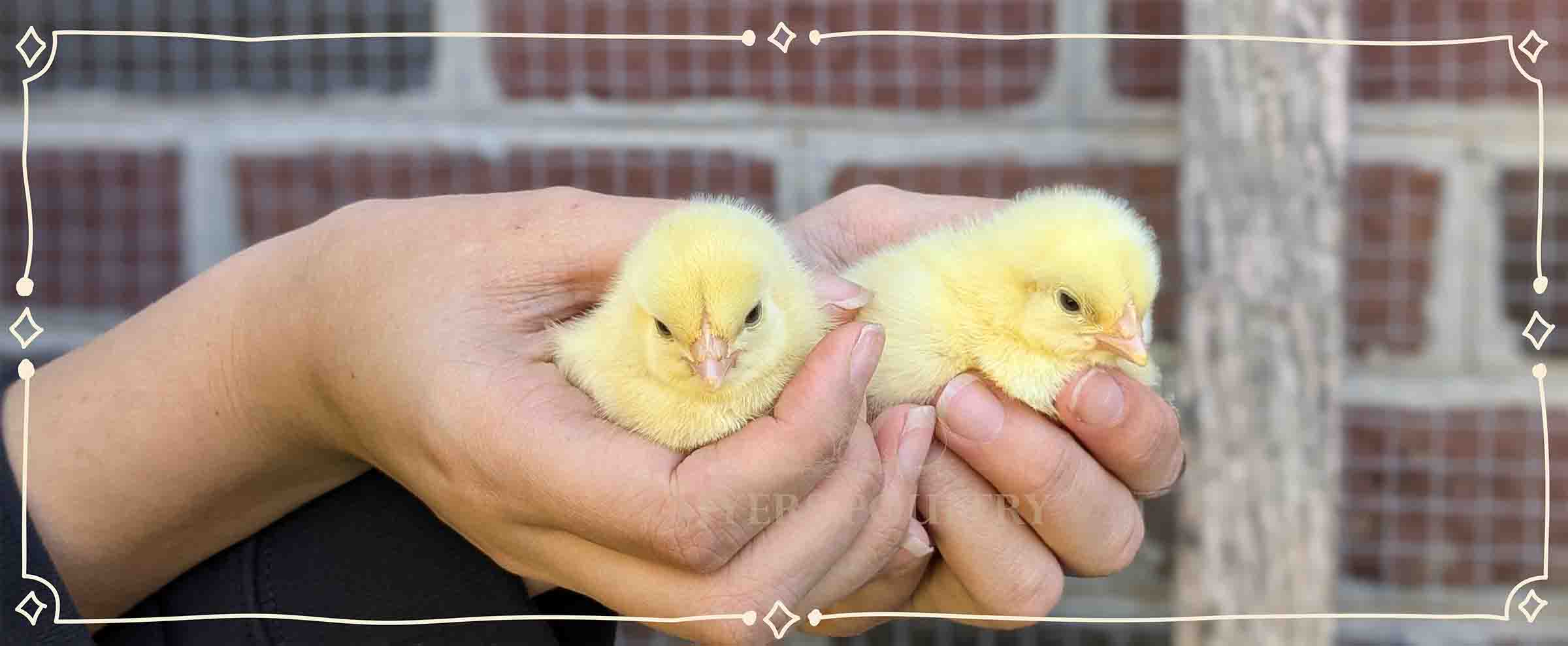 Brooding for Beginners: How to Care for Day-Old Chicks
