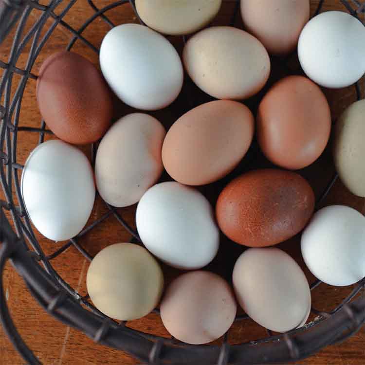 Your Handy Guide to Chicken Egg Colors