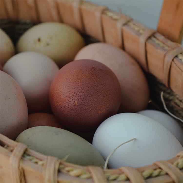 Your Handy Guide to Chicken Egg Colors