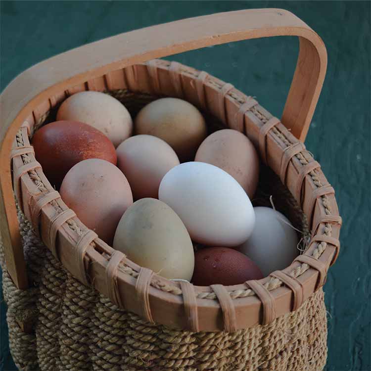 Your Handy Guide to Chicken Egg Colors