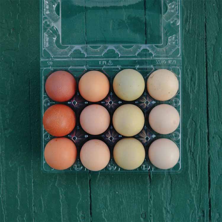 Your Handy Guide to Chicken Egg Colors