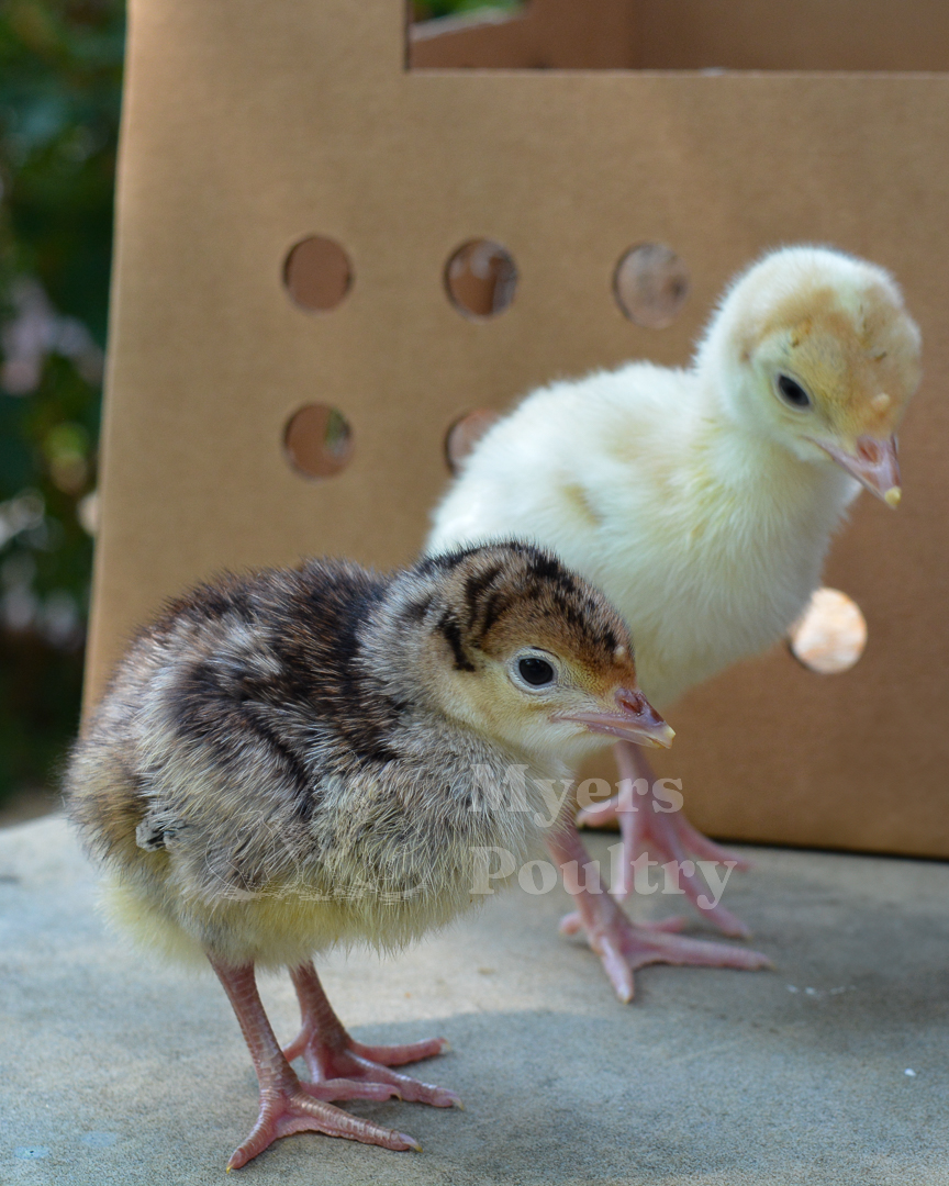 Commercial Turkey Poults | Meat Turkeys for Sale