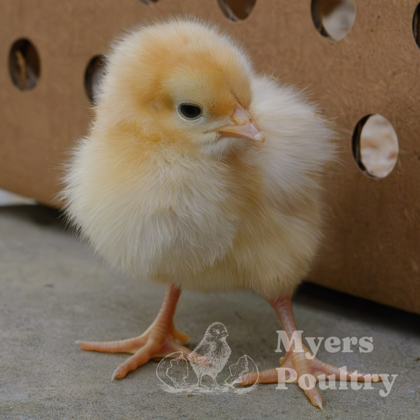 Breed Spotlight: Buff Orpingtons