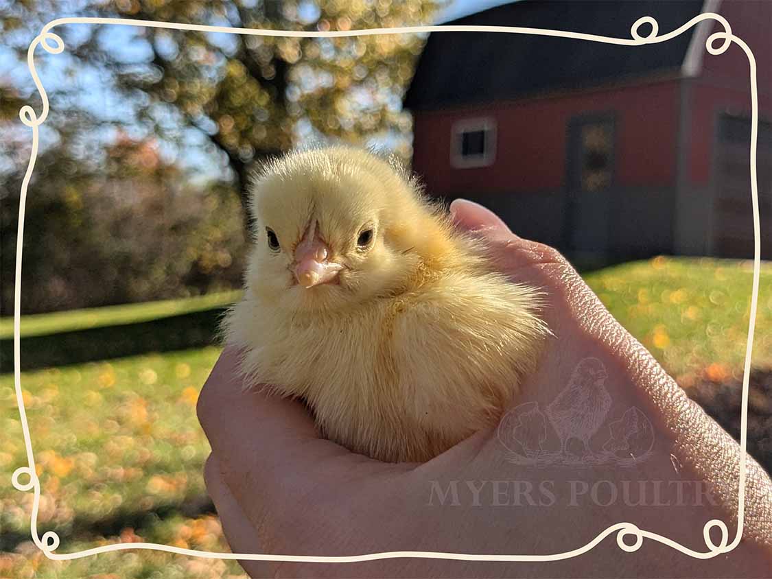 Brooding for Beginners: How to Care for Day-Old Chicks
