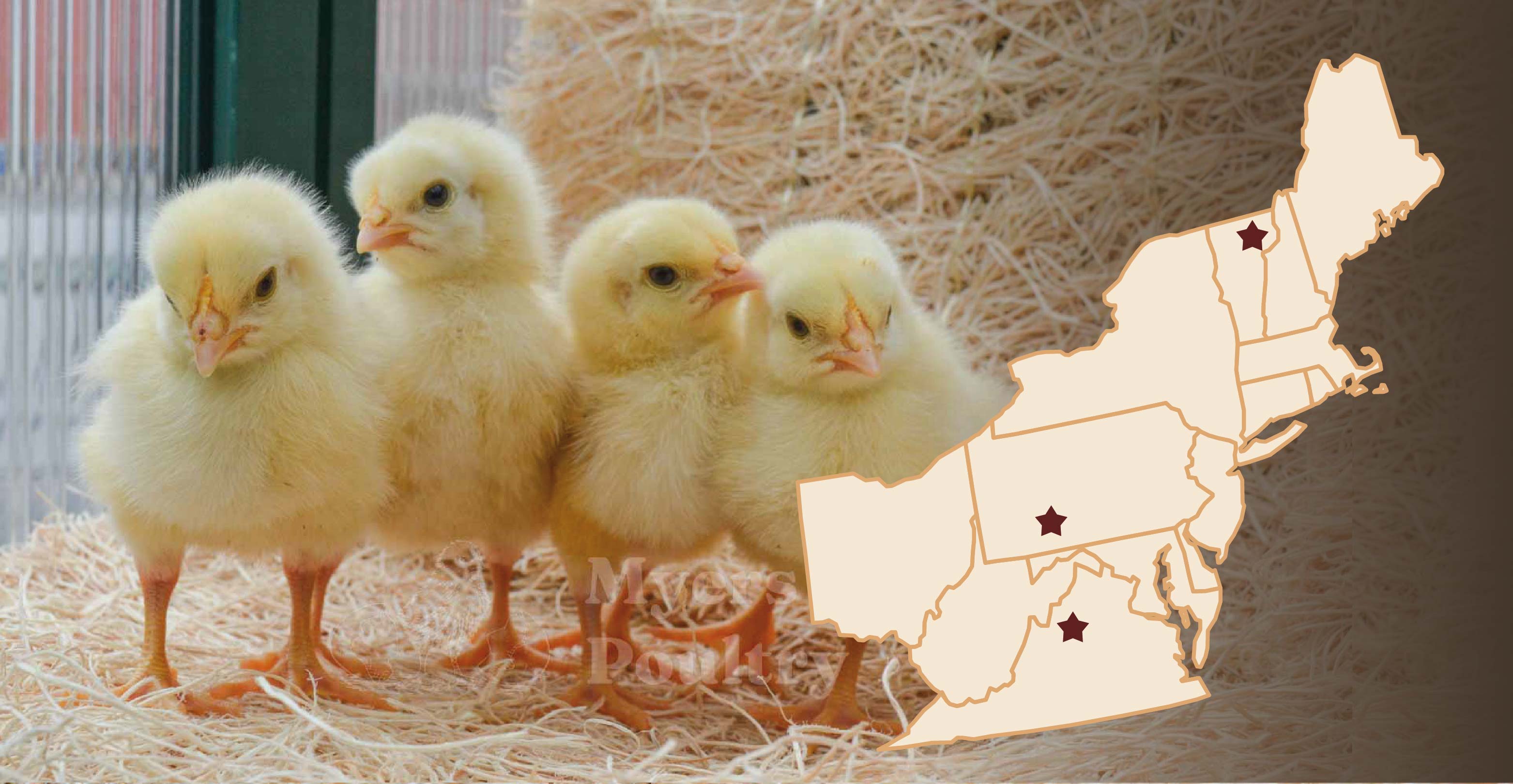 Registered Myers Poultry Dealers