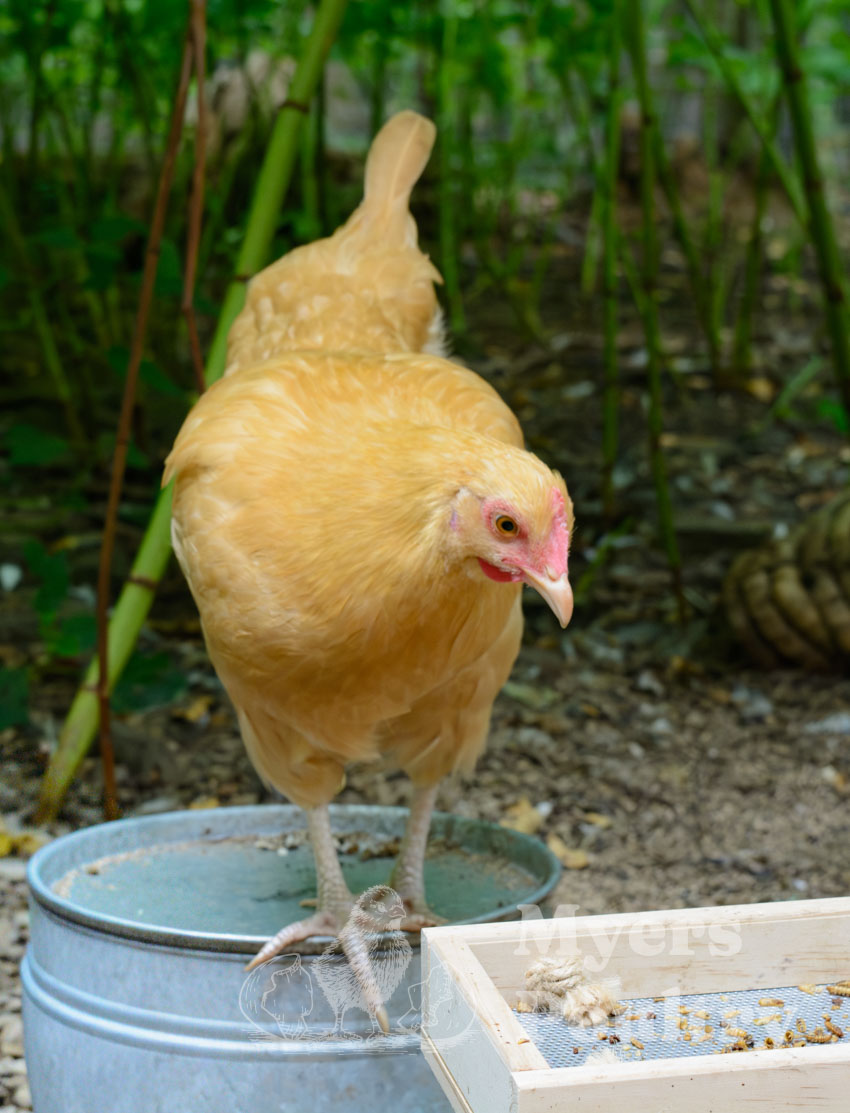 Breed Spotlight: Buff Orpingtons