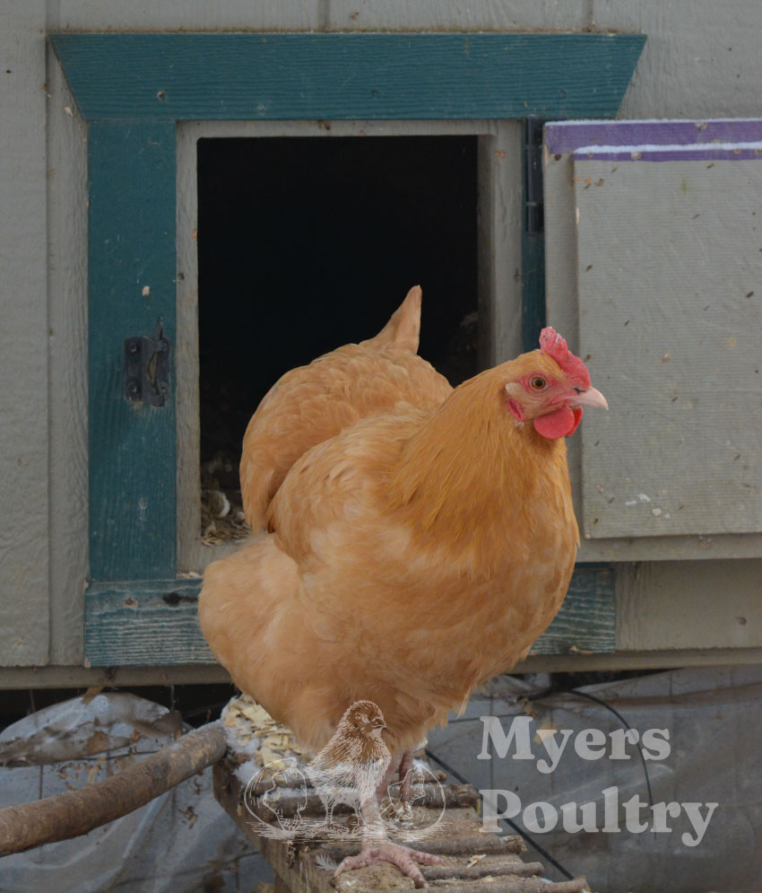 Breed Spotlight: Buff Orpingtons