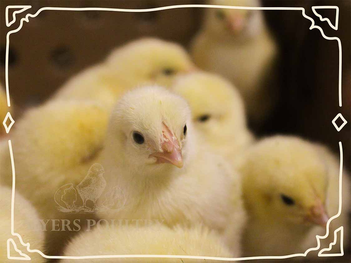 Brooding for Beginners: How to Care for Day-Old Chicks