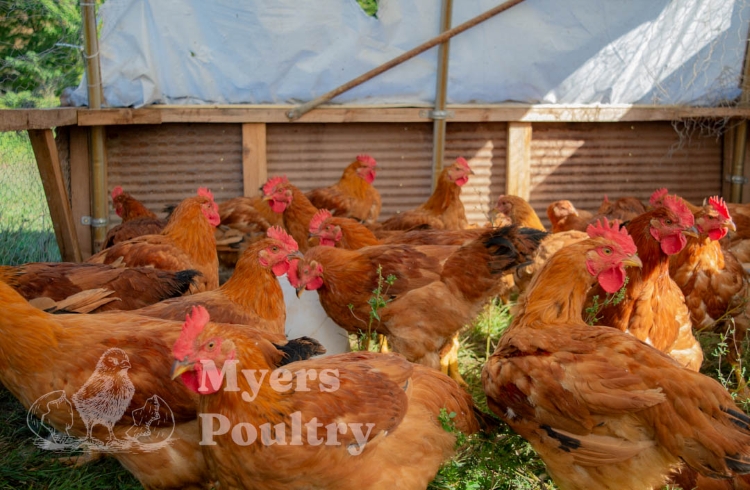 How to Raise Meat Chickens: Breeds, Care, Feeding, and Processing