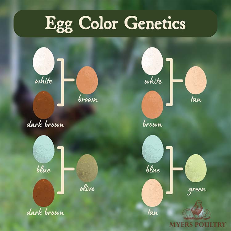 Your Handy Guide to Chicken Egg Colors