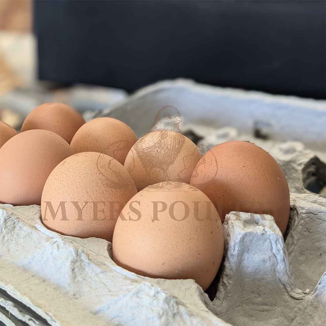 Myers Poultry Q&A: Should I Raise Chickens for Eggs?