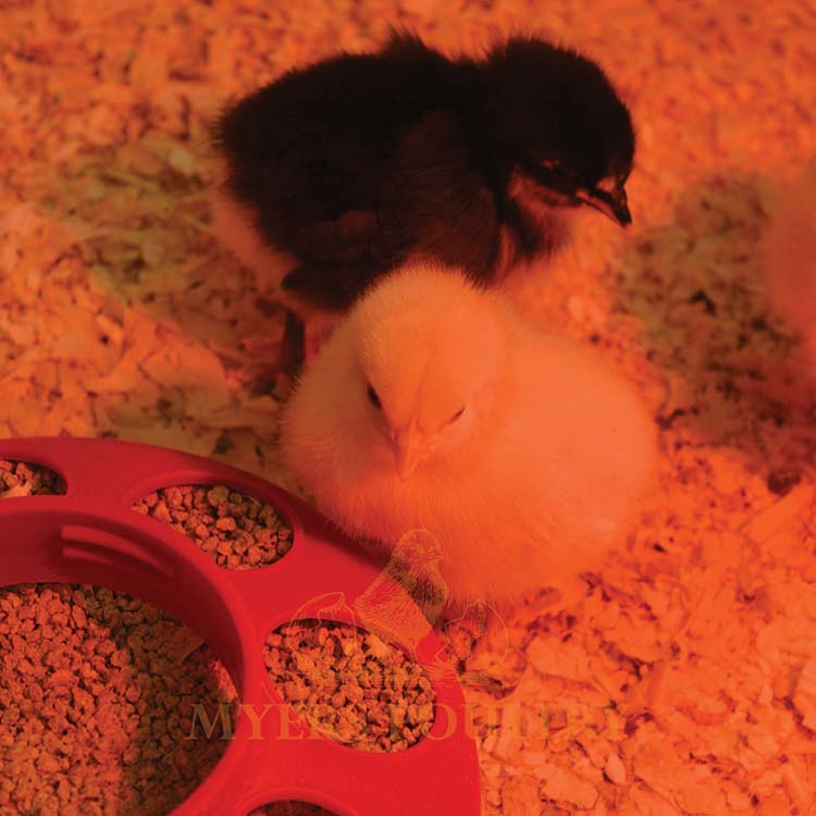 Why We Prefer Heat Lamps Over Brooder Plates