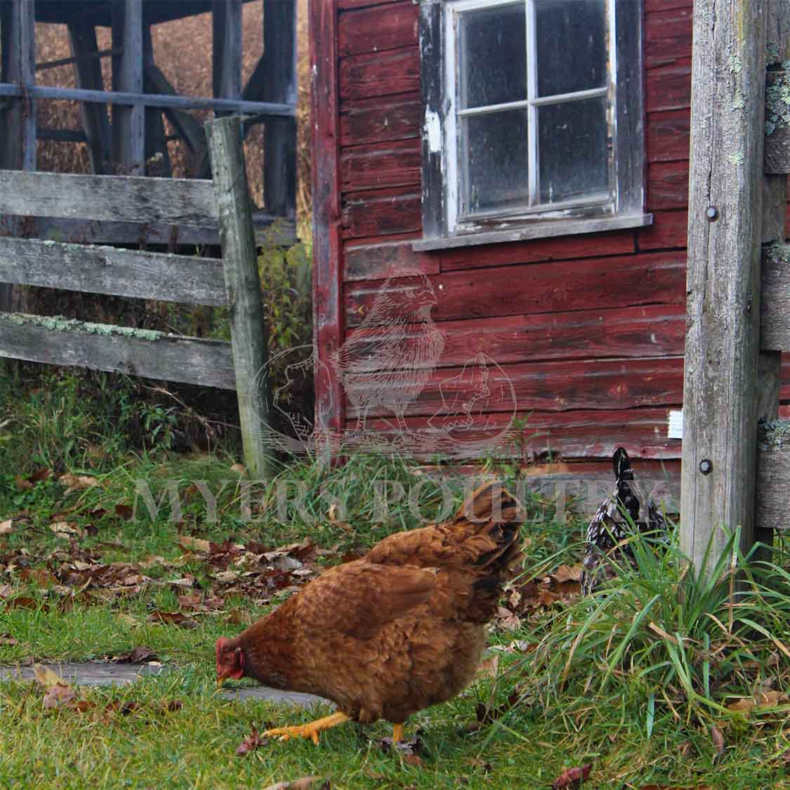 Myers Poultry Q&A: Should I Raise Chickens for Eggs?