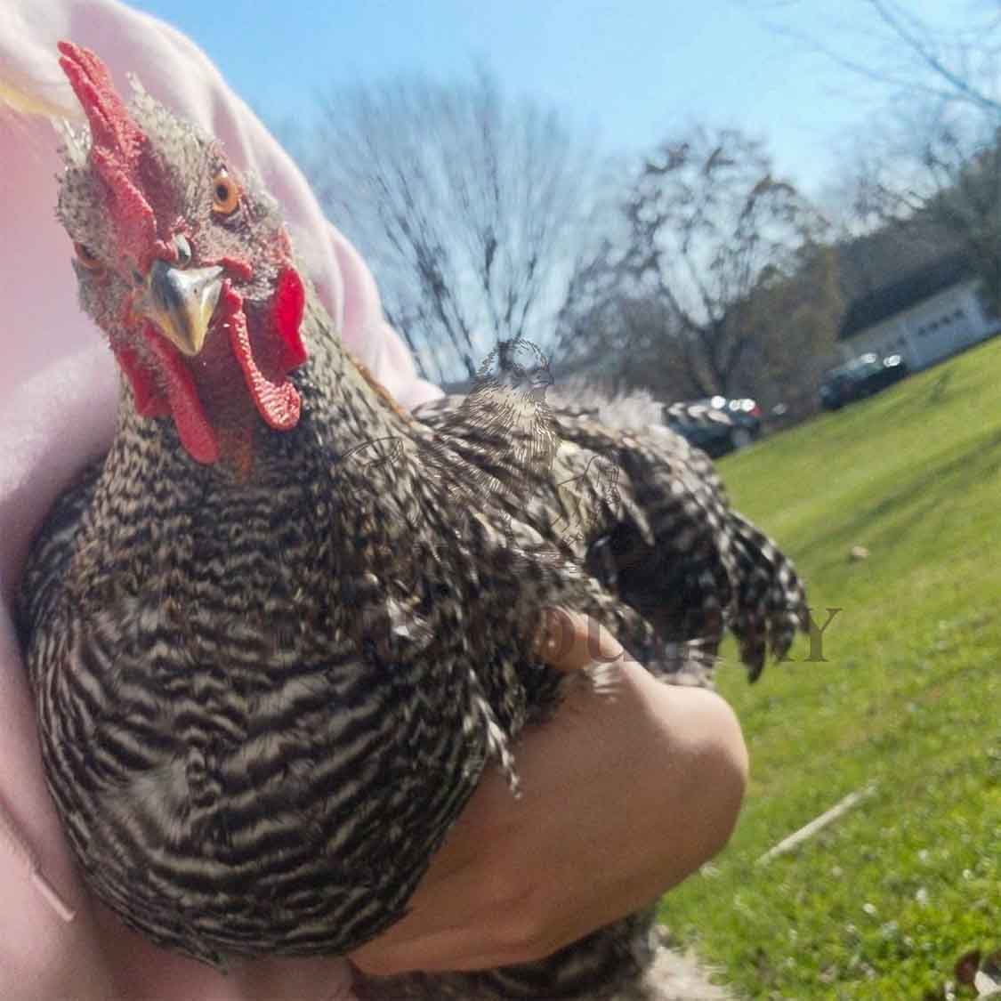 Myers Poultry Q&A: Should I Raise Chickens for Eggs?