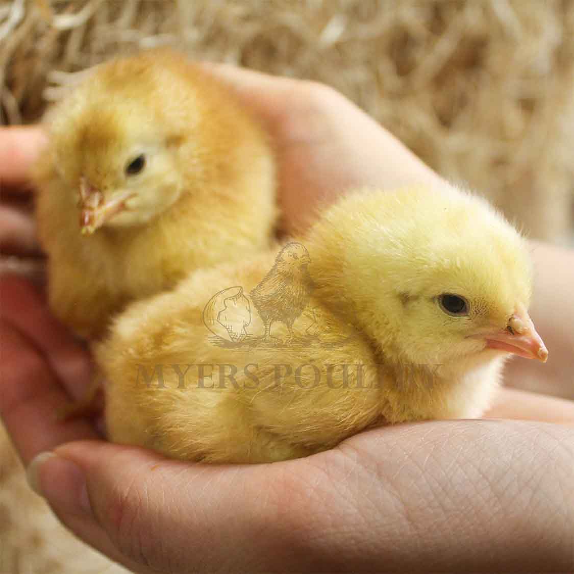 Why We Prefer Heat Lamps Over Brooder Plates