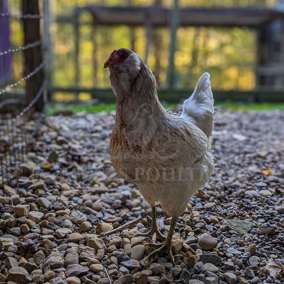 Myers Poultry Q&A: Should I Raise Chickens for Eggs?