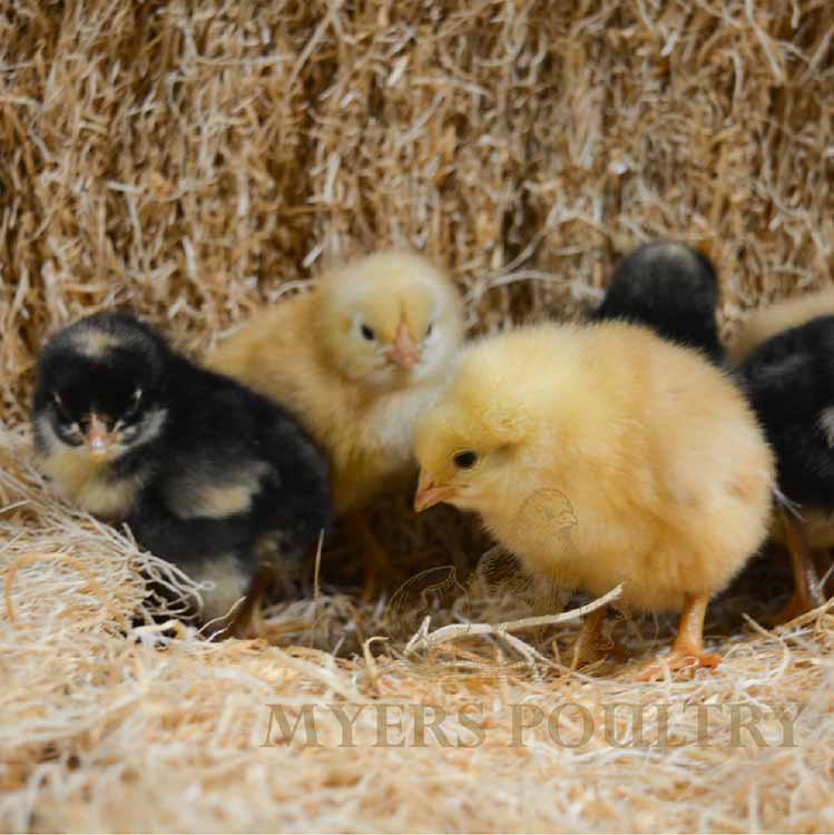 The Benefits of Raising Backyard Meat Chickens