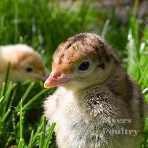 Poultry-Resources